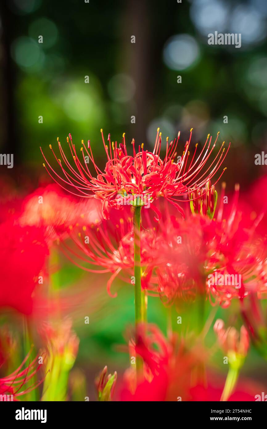 Lycoris radiata (Red spider lily) in Murakami Green Space Park Stock ...