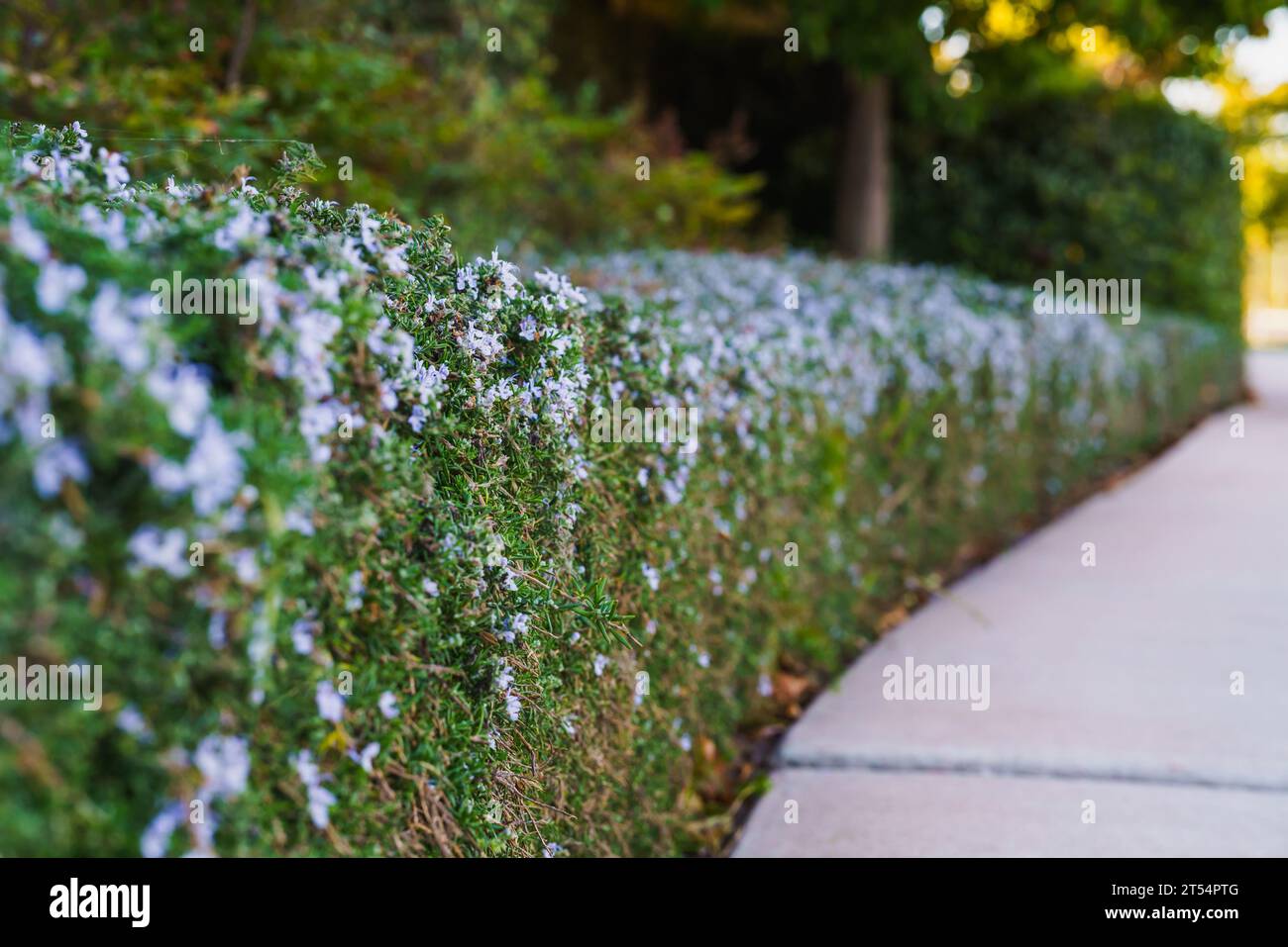 Rosemary hedge hi-res stock photography and images - Alamy