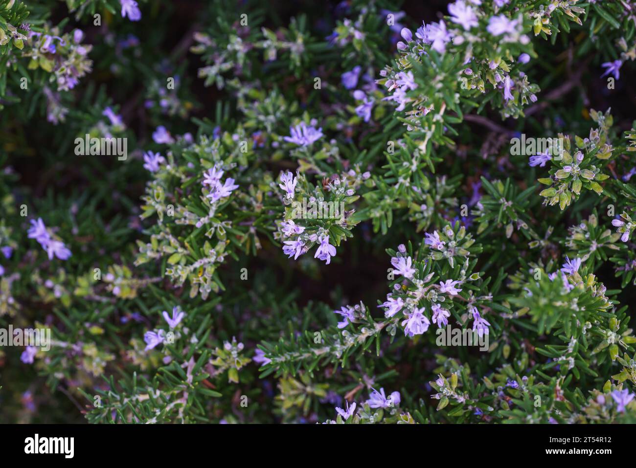 Rosemary in bloom close-up. Floral background, full frame Stock Photo ...