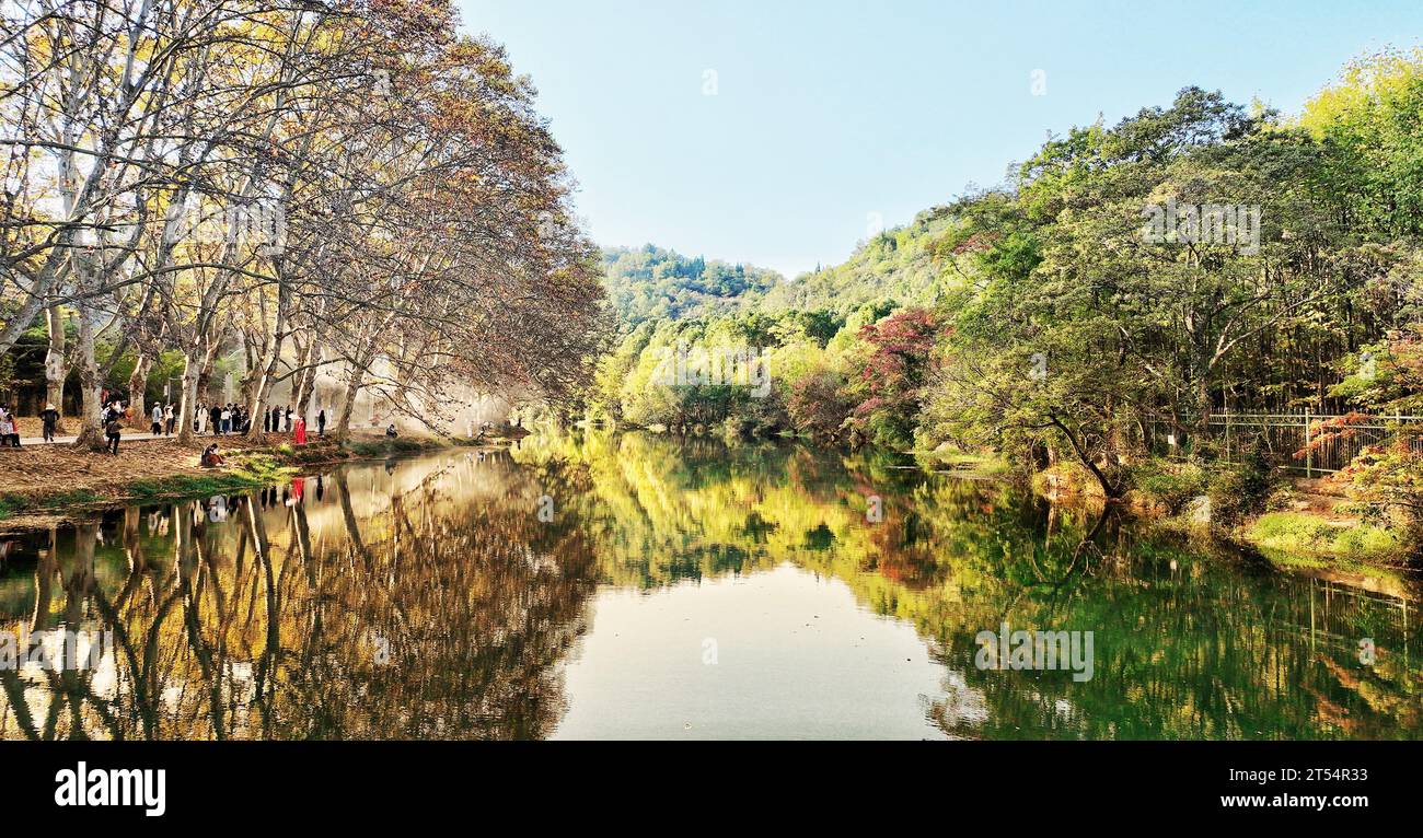 Aerial photo shows the autumn scenery of "Golden Avenue" in Huaxi ...