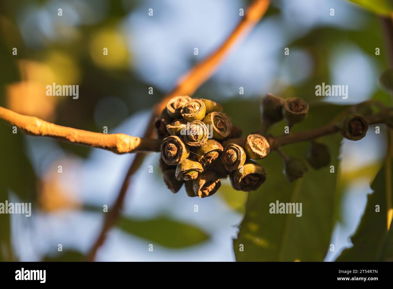 Sunset and gum tree hi-res stock photography and images - Alamy