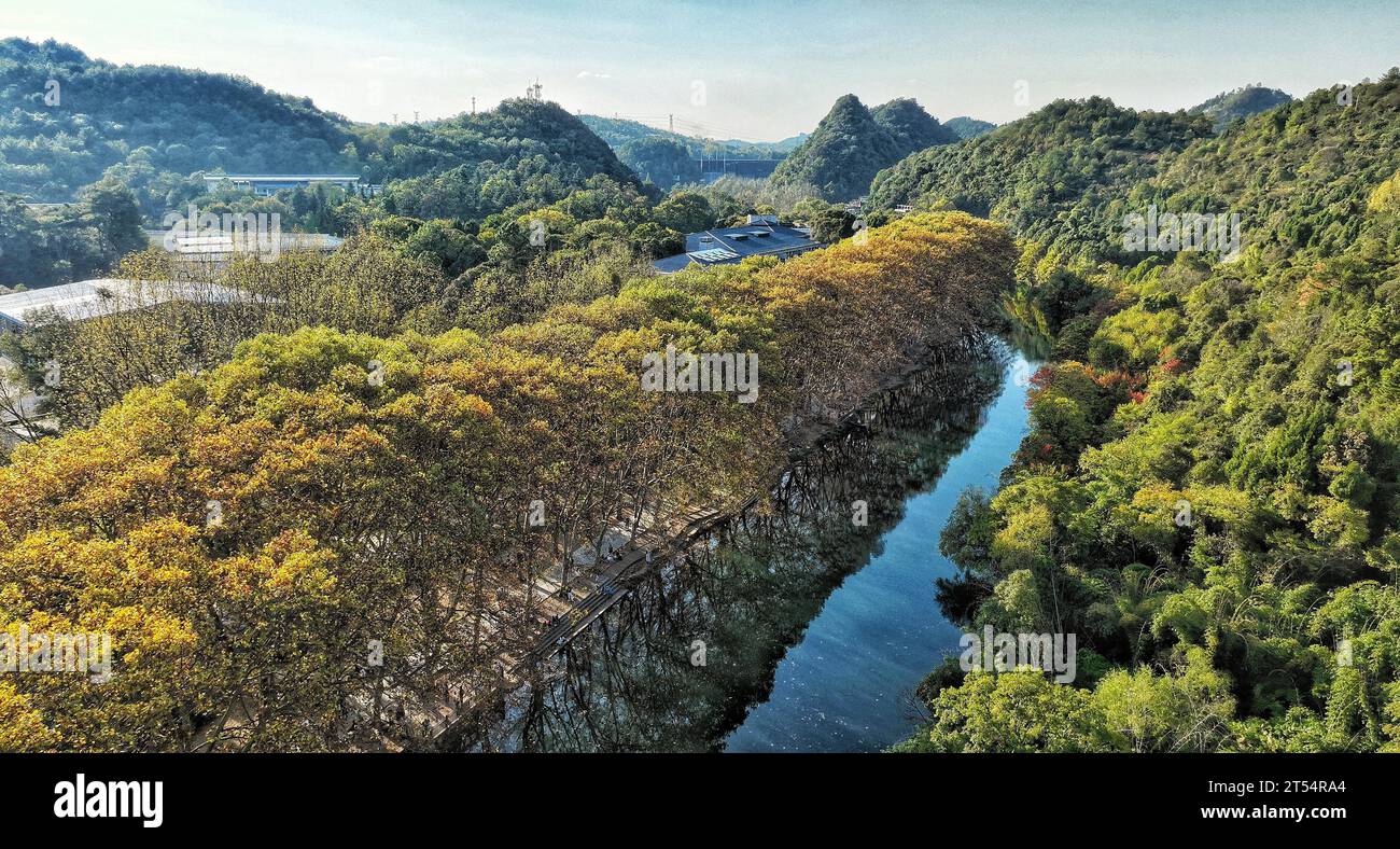 Aerial photo shows the autumn scenery of "Golden Avenue" in Huaxi ...