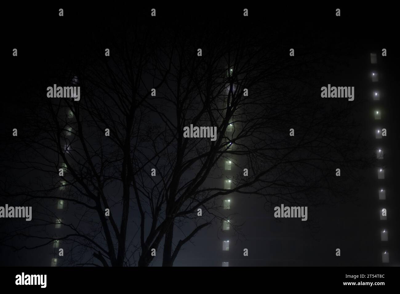 Tree in fog night illumination hi-res stock photography and images - Alamy
