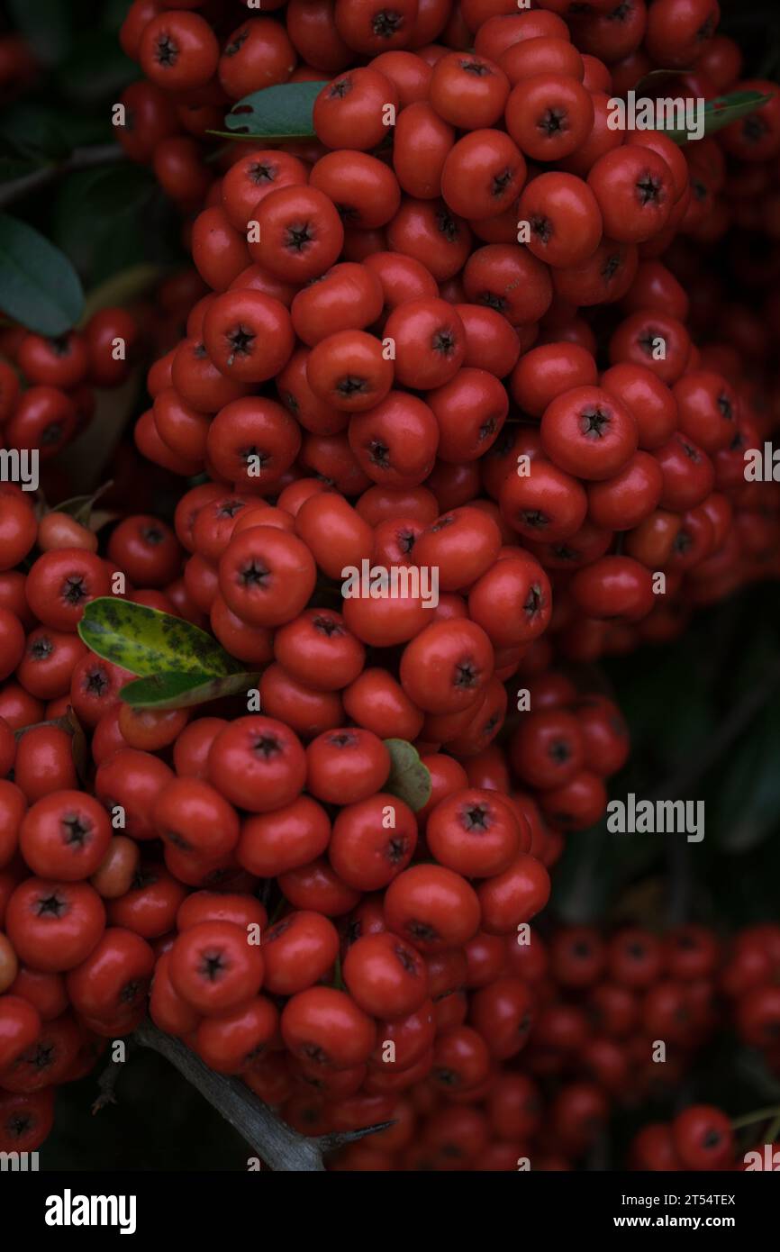 Beauty of fruits hi-res stock photography and images - Alamy