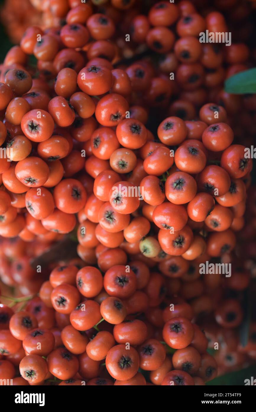 Beauty of fruits hi-res stock photography and images - Alamy