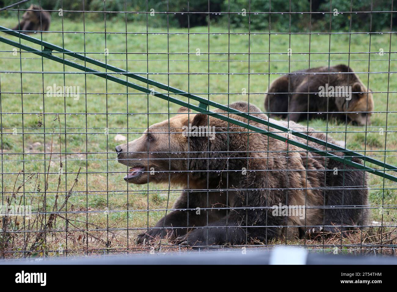 Libearty bear sanctuary hi-res stock photography and images - Alamy