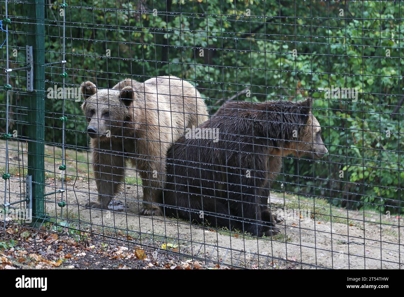 Rescued Eurasian Brown Bears (Ursus arctos arctos), Libearty Bear ...