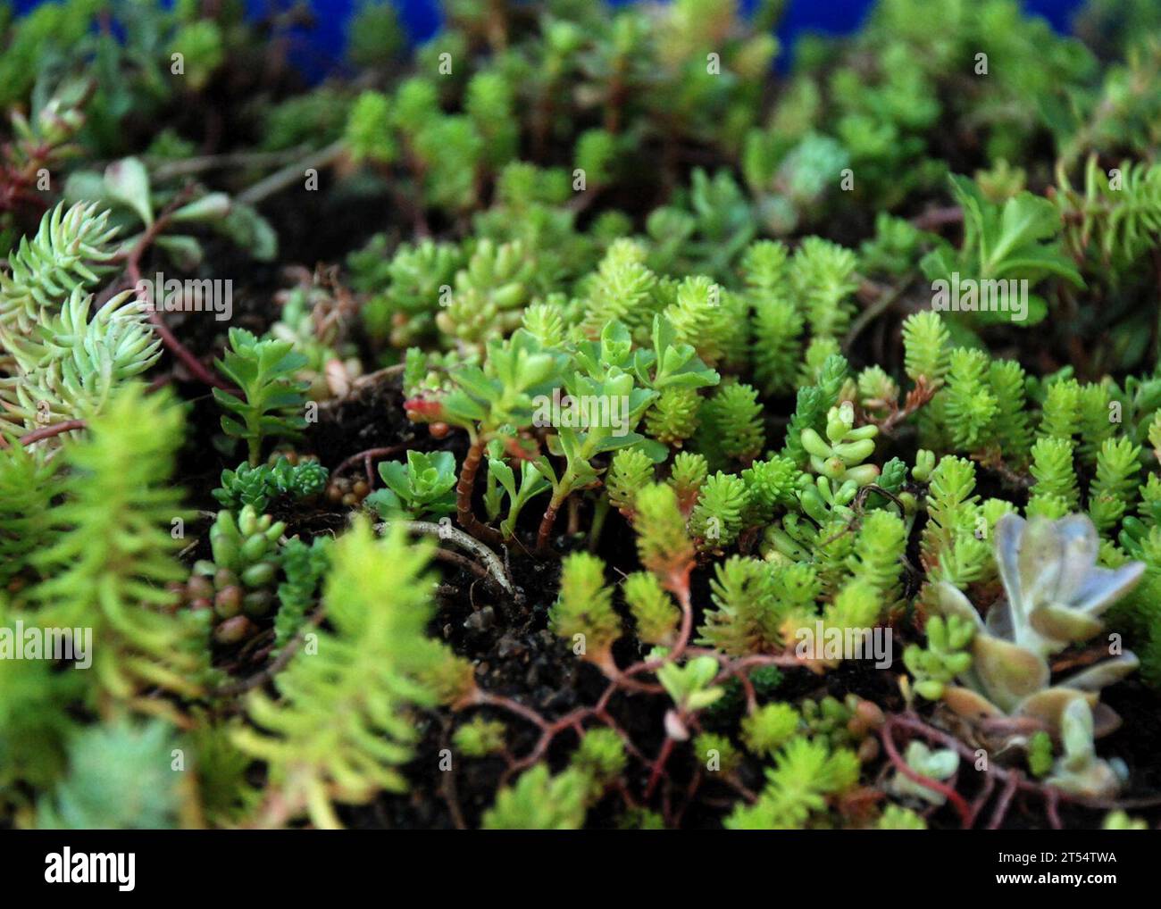 Energy, environment, green roof, Green Roof Project, Naval Legal ...