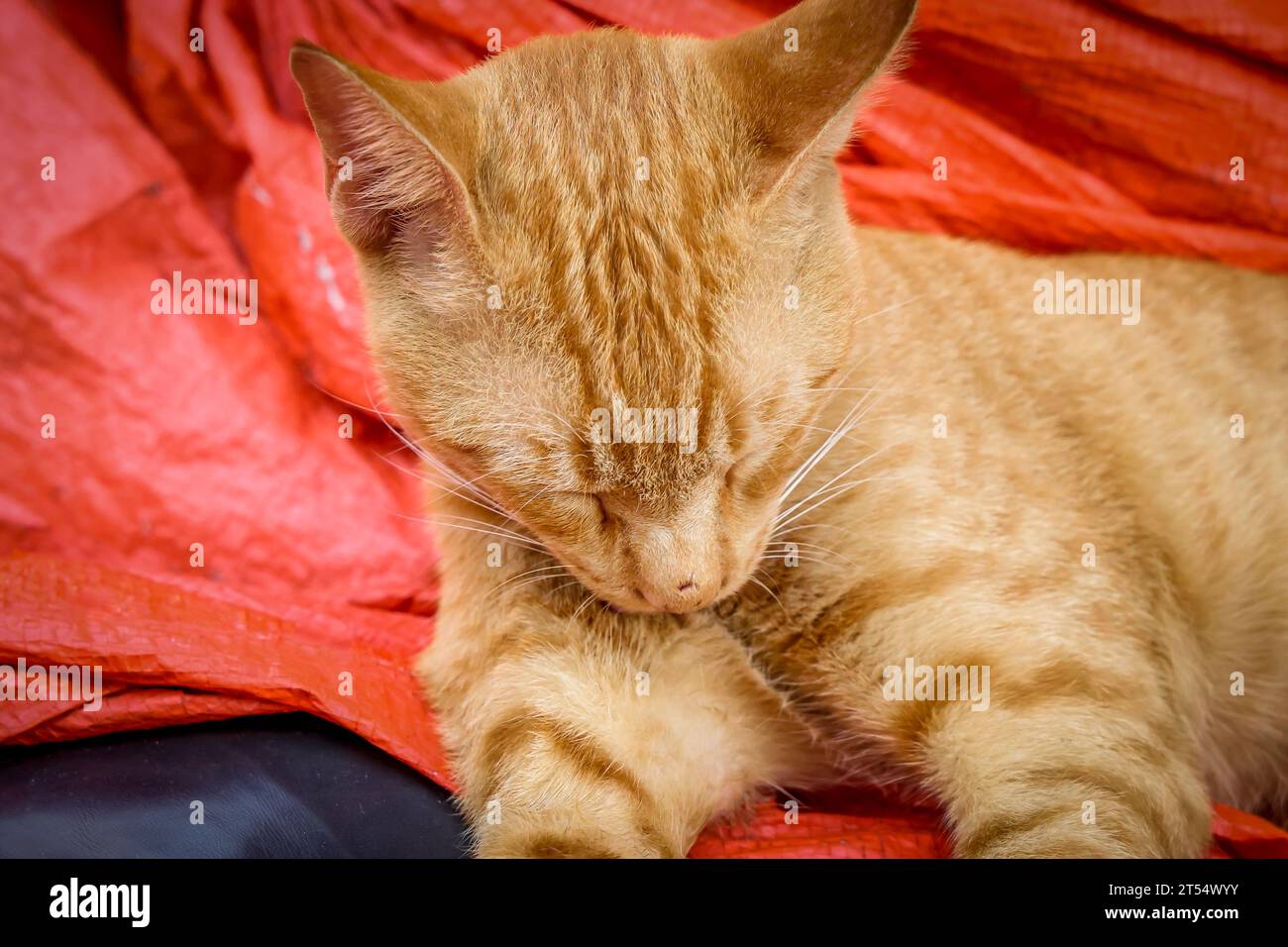 Cat in dubai hi-res stock photography and images - Alamy