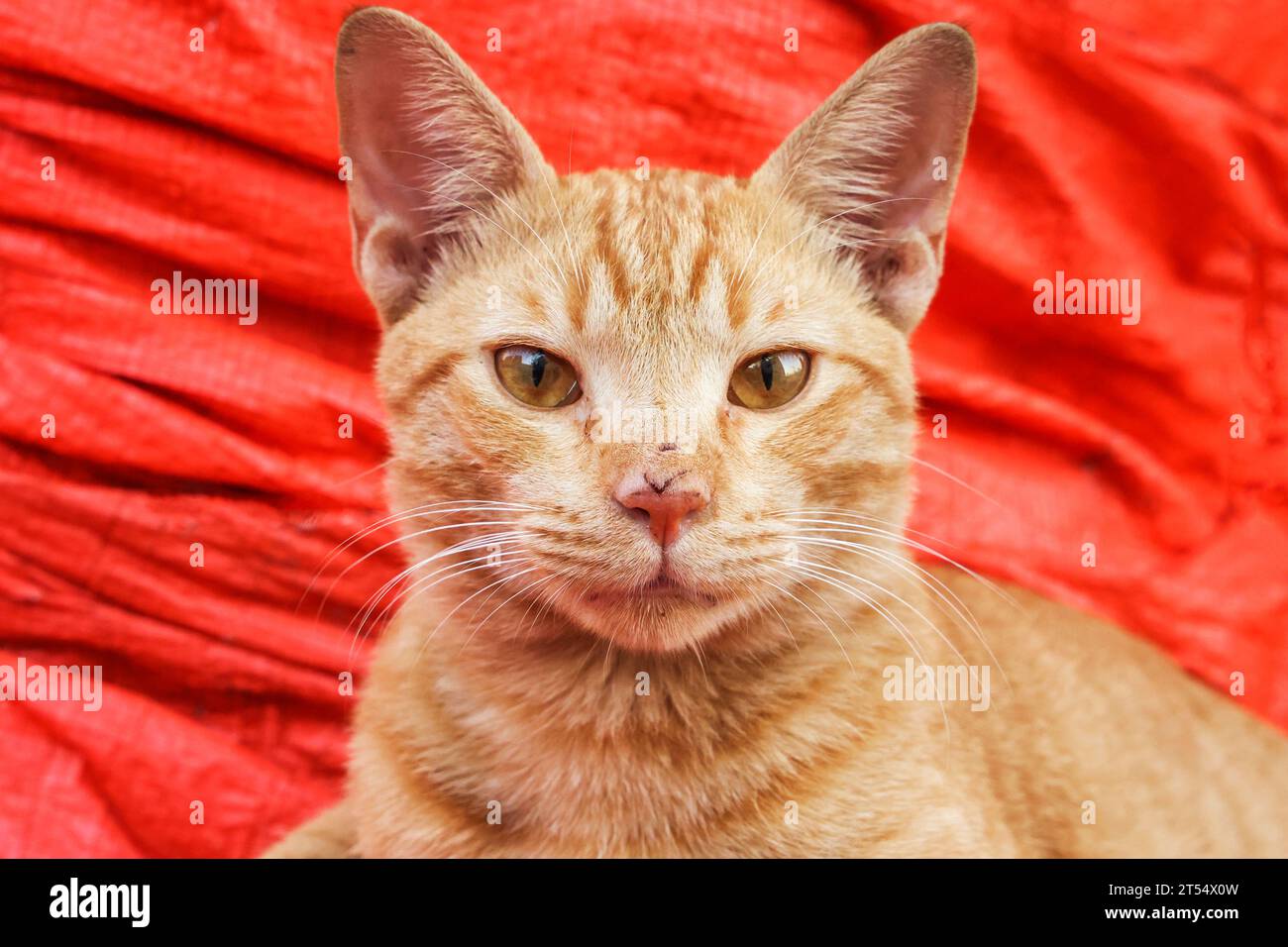 Cat from Dubai Street early morning Stock Photo - Alamy