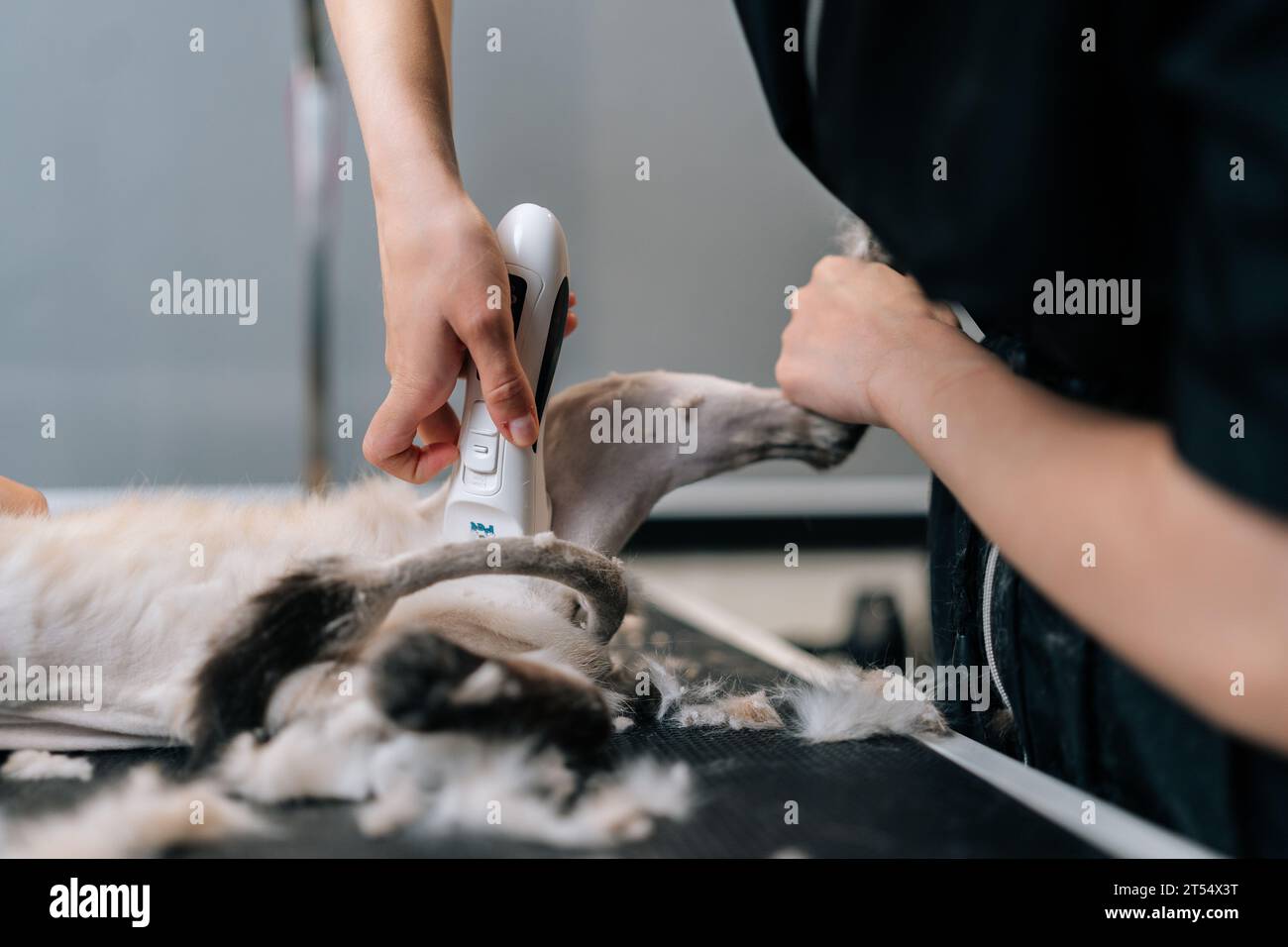 Closeup cropped shot of unrecognizable female groomer cutting hair of ...