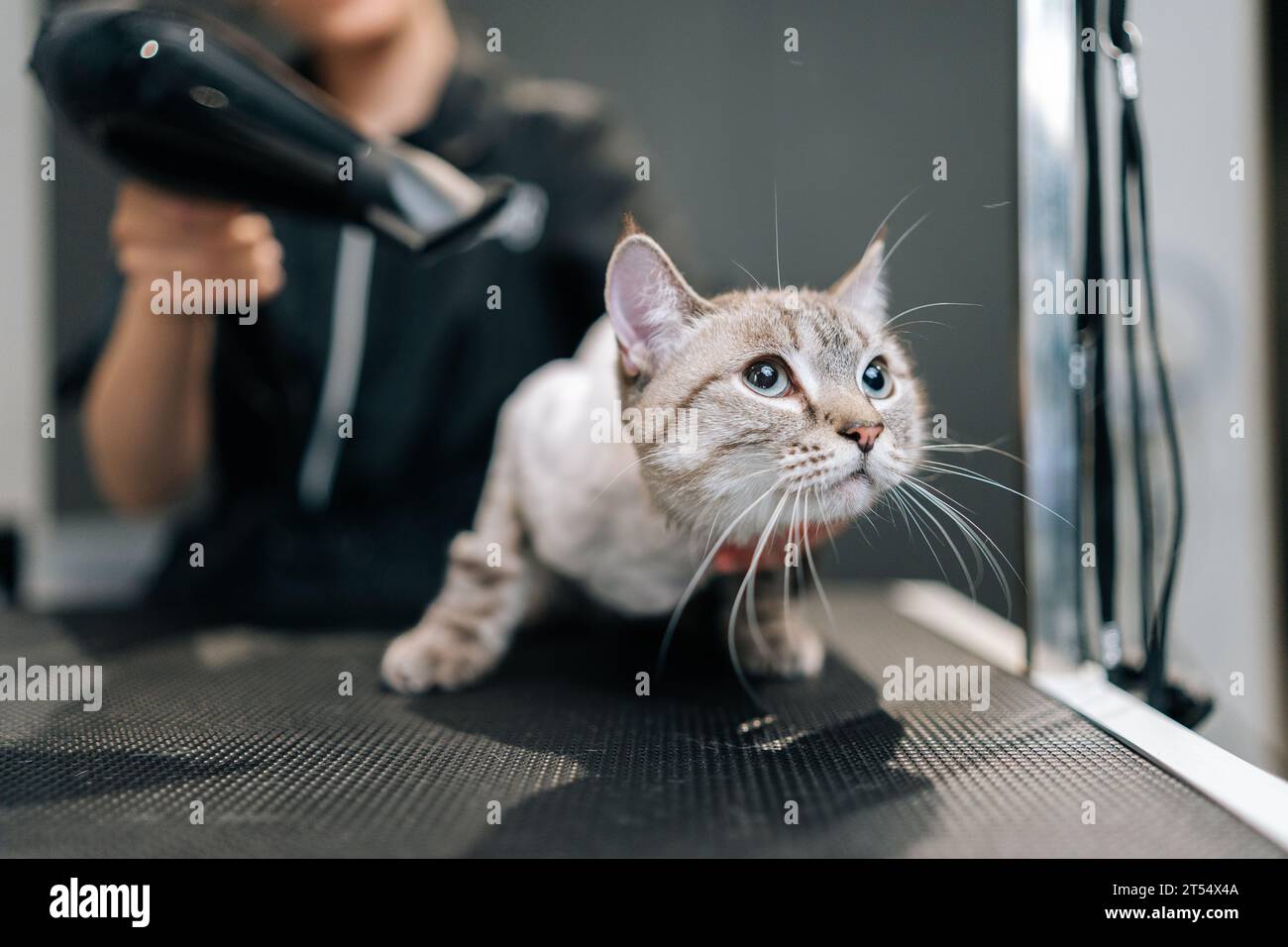 Closeup muzzle of bald wet cat drying under hairdryer after shaving and ...