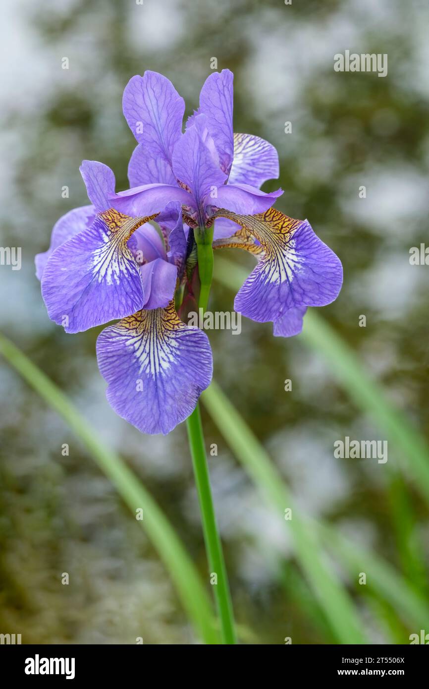 Iris Tropic Night, Siberian iris Tropic Night, Iris sibirica Tropic ...