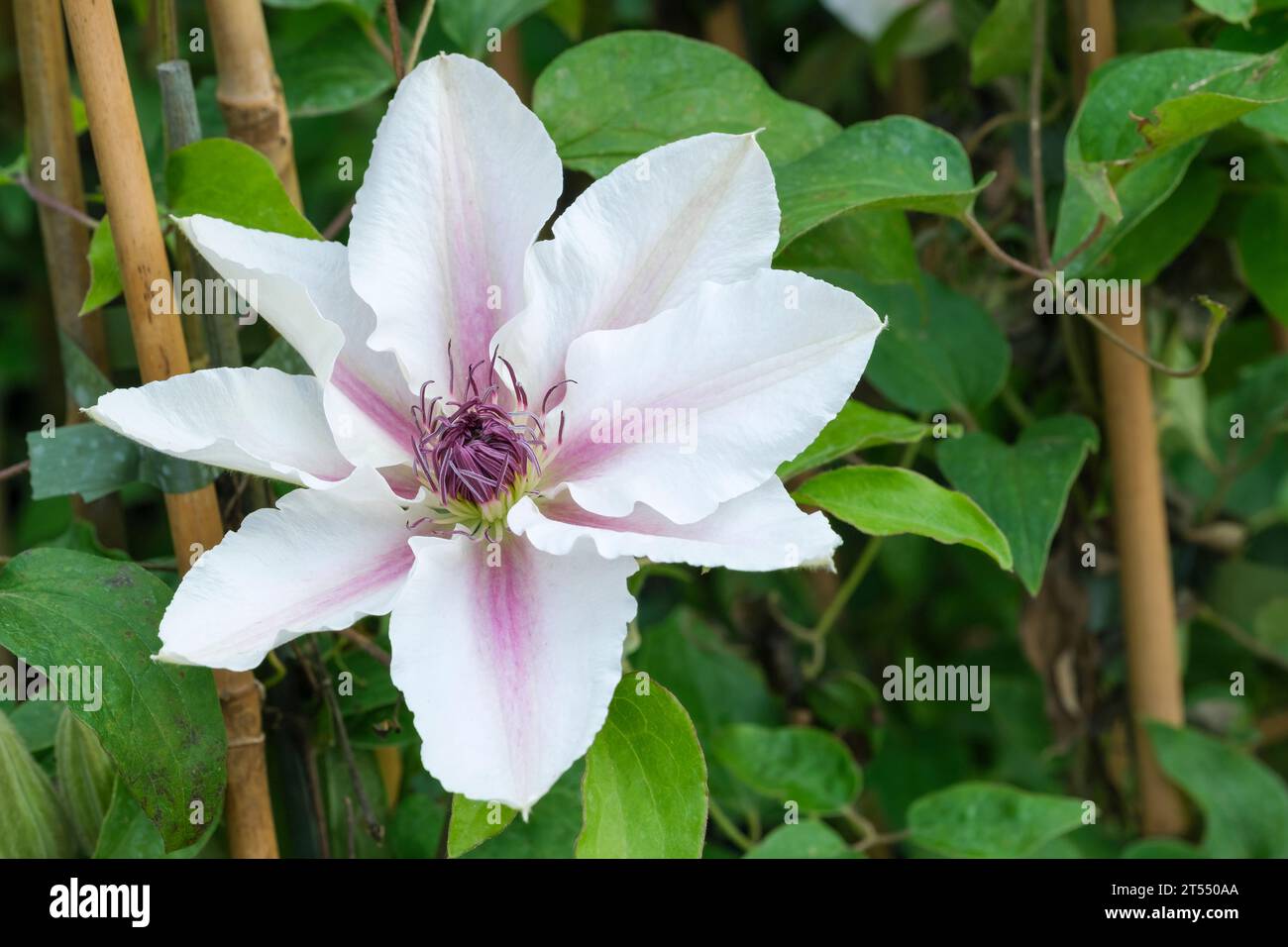 Clematis The Countess of Wessex, Clematis Evipo073, pale pink star ...