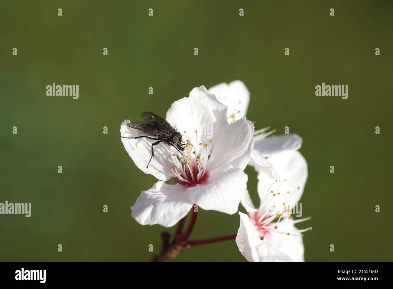Closeup of the fly Helina evecta, family House flies, Muscidae. On a ...