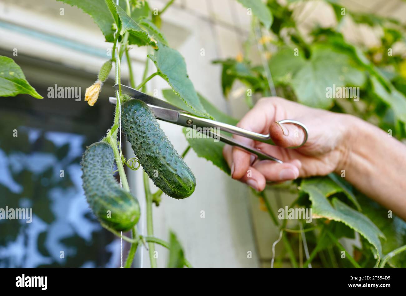 Men's hands harvests cuts the cucumber with scissors. Farmer man ...