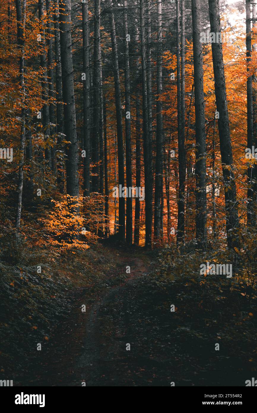 Muddy road in the forest with moody autumn vibes Stock Photo - Alamy