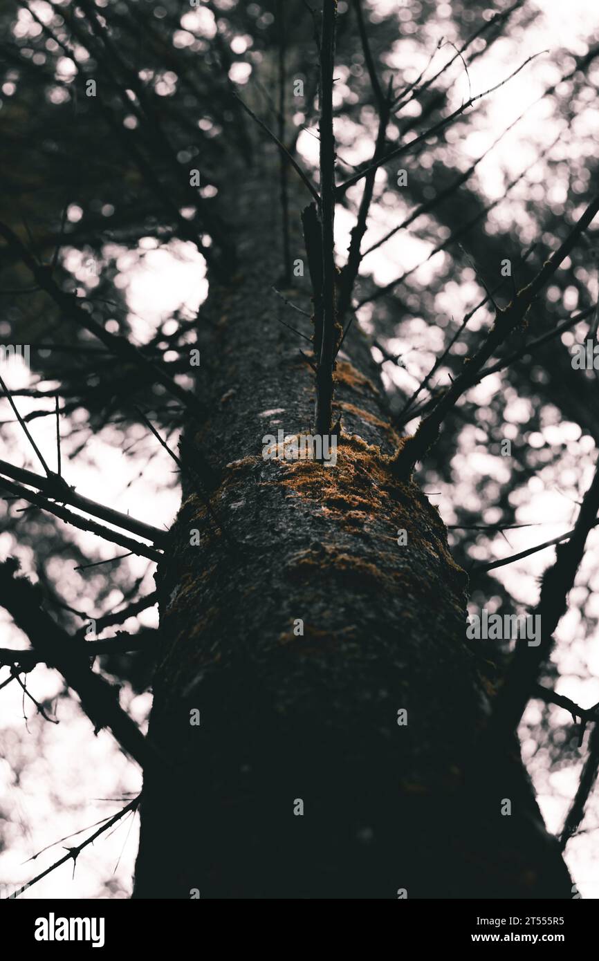 Orange and dark mossy pine tree Stock Photo - Alamy