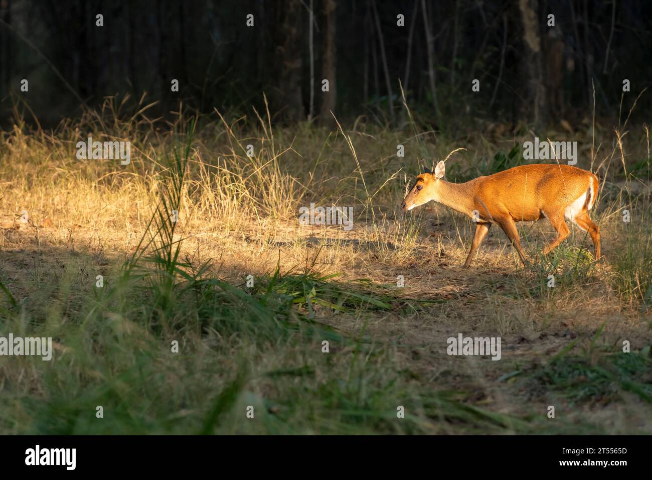 side profile of barking deer muntjac or Indian muntjac or red muntjac ...