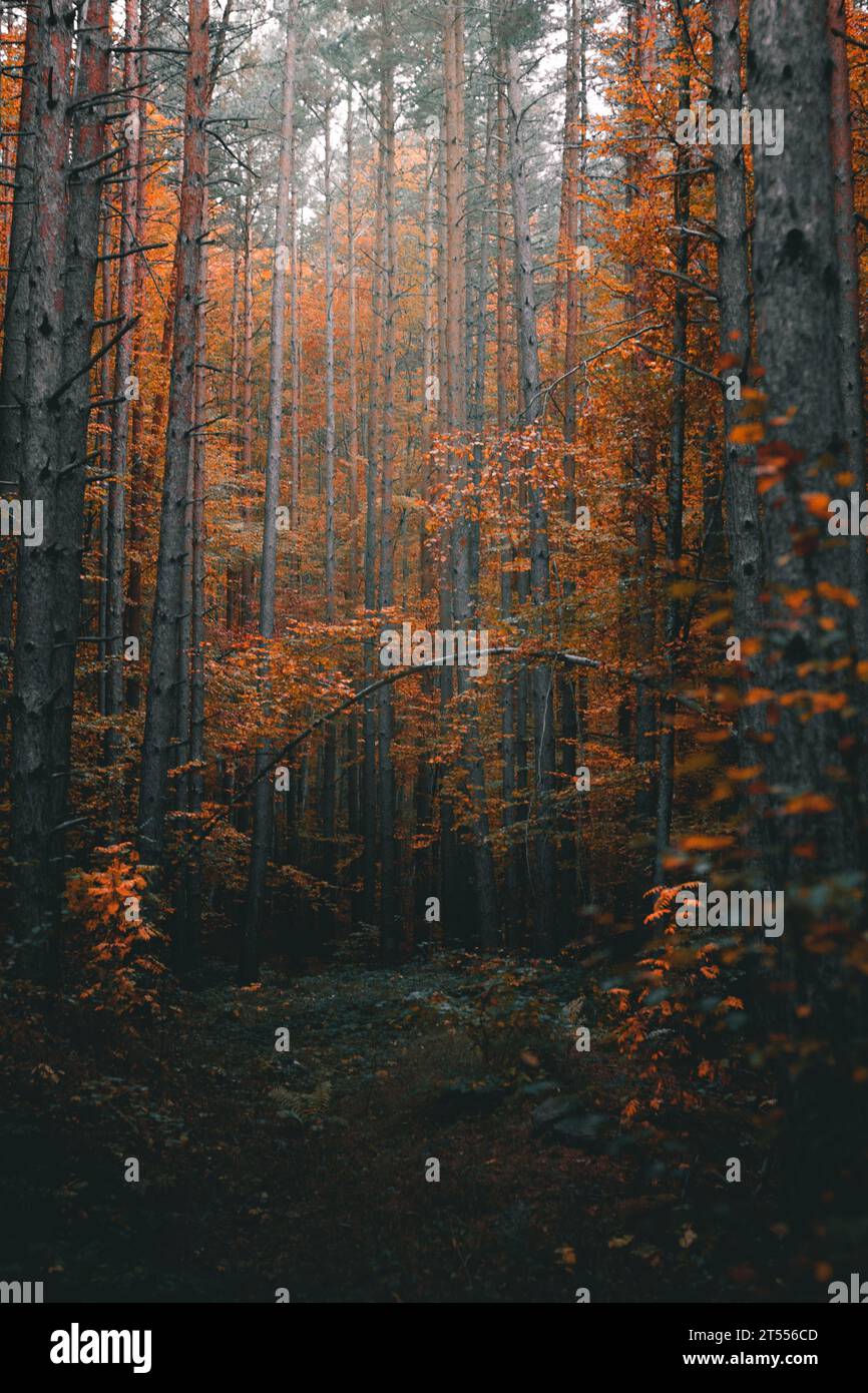 Magical view in the autumnal forest Stock Photo - Alamy