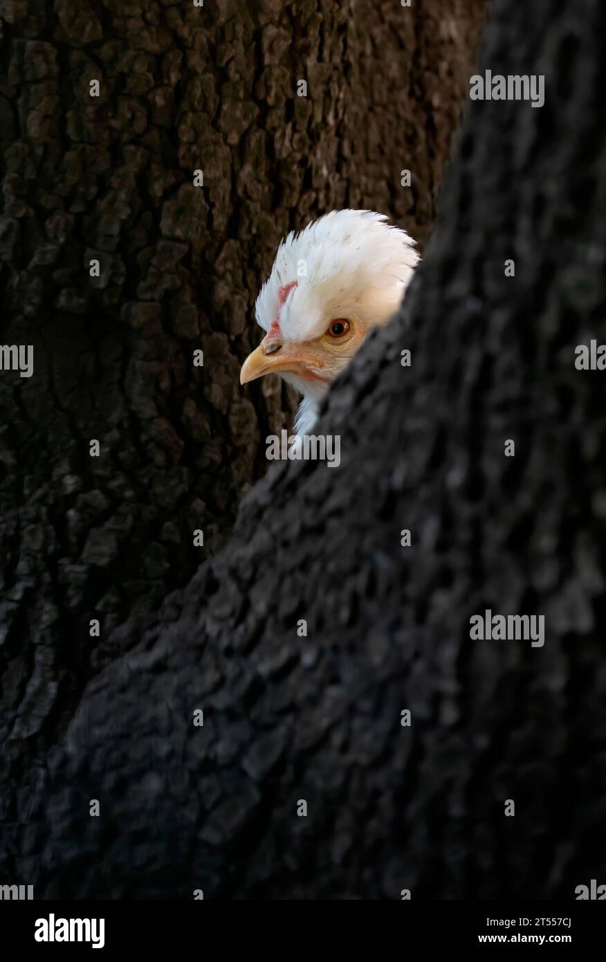 White British Araucana hen hiding behind a tree Stock Photo - Alamy