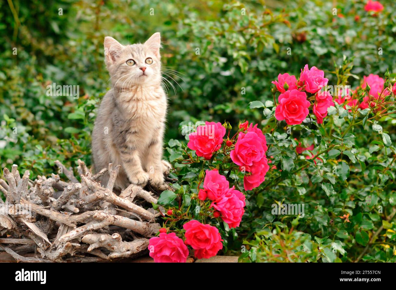 Grey kitten in a natural setting with Emera roses Stock Photo - Alamy