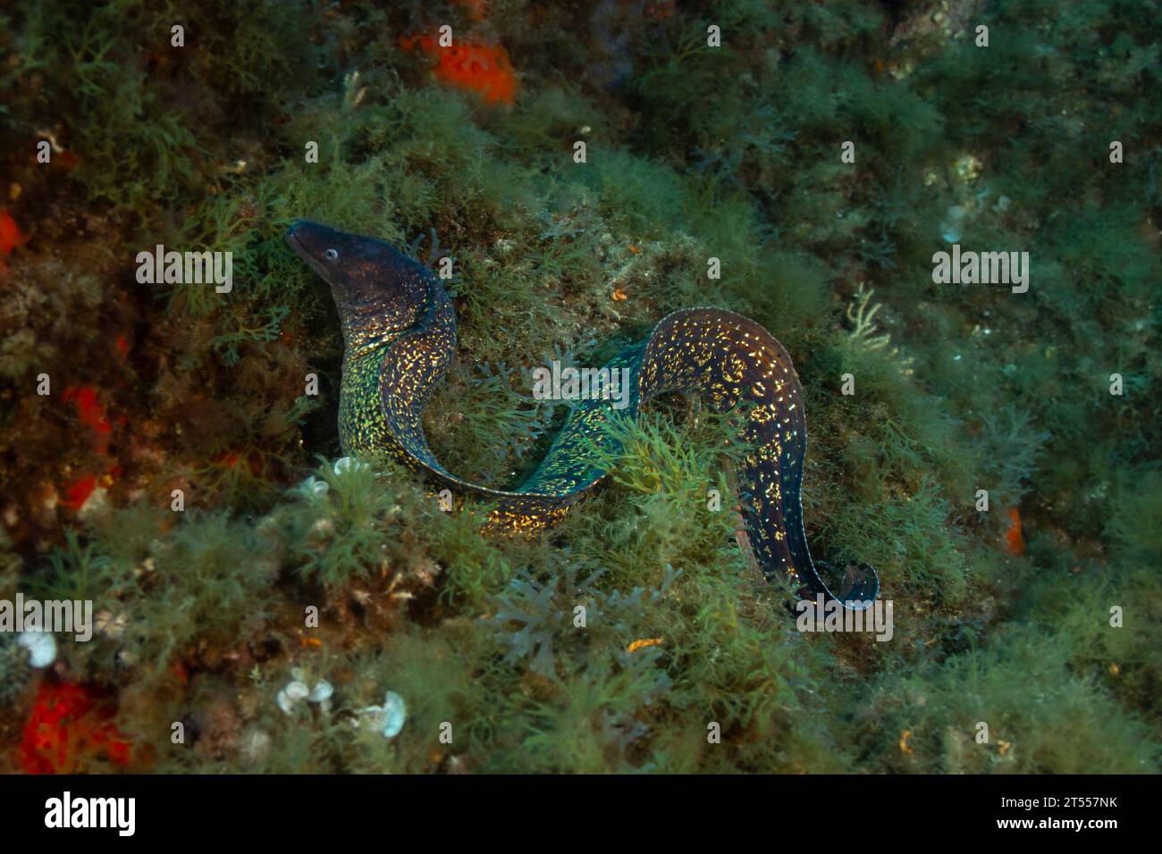 Mediterranean moray (Muraena helena) on bottom, Saint Raphael, Var ...