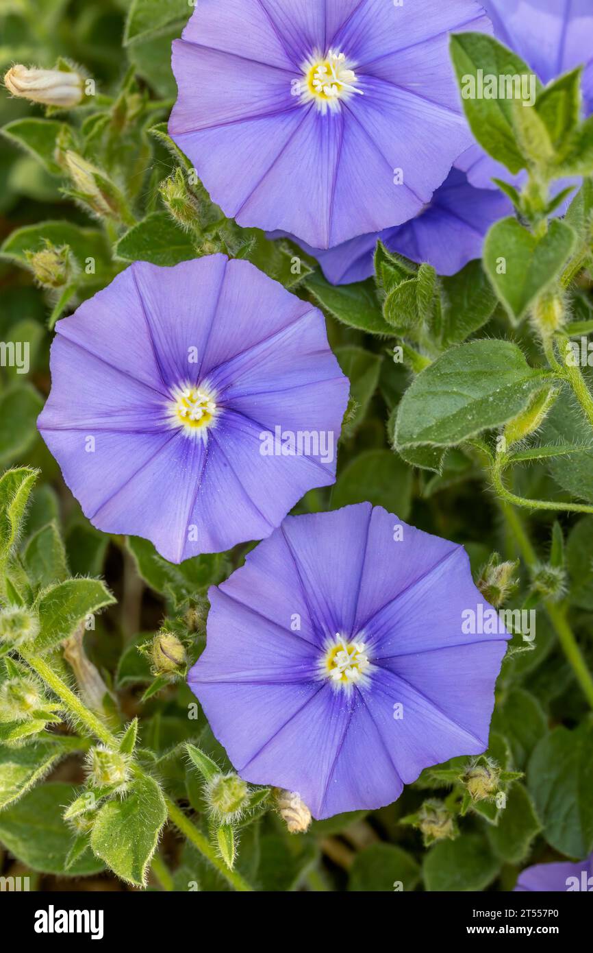 Ground blue-convolvulus (Convolvulus sabatius), Bouches-du-Rhone ...