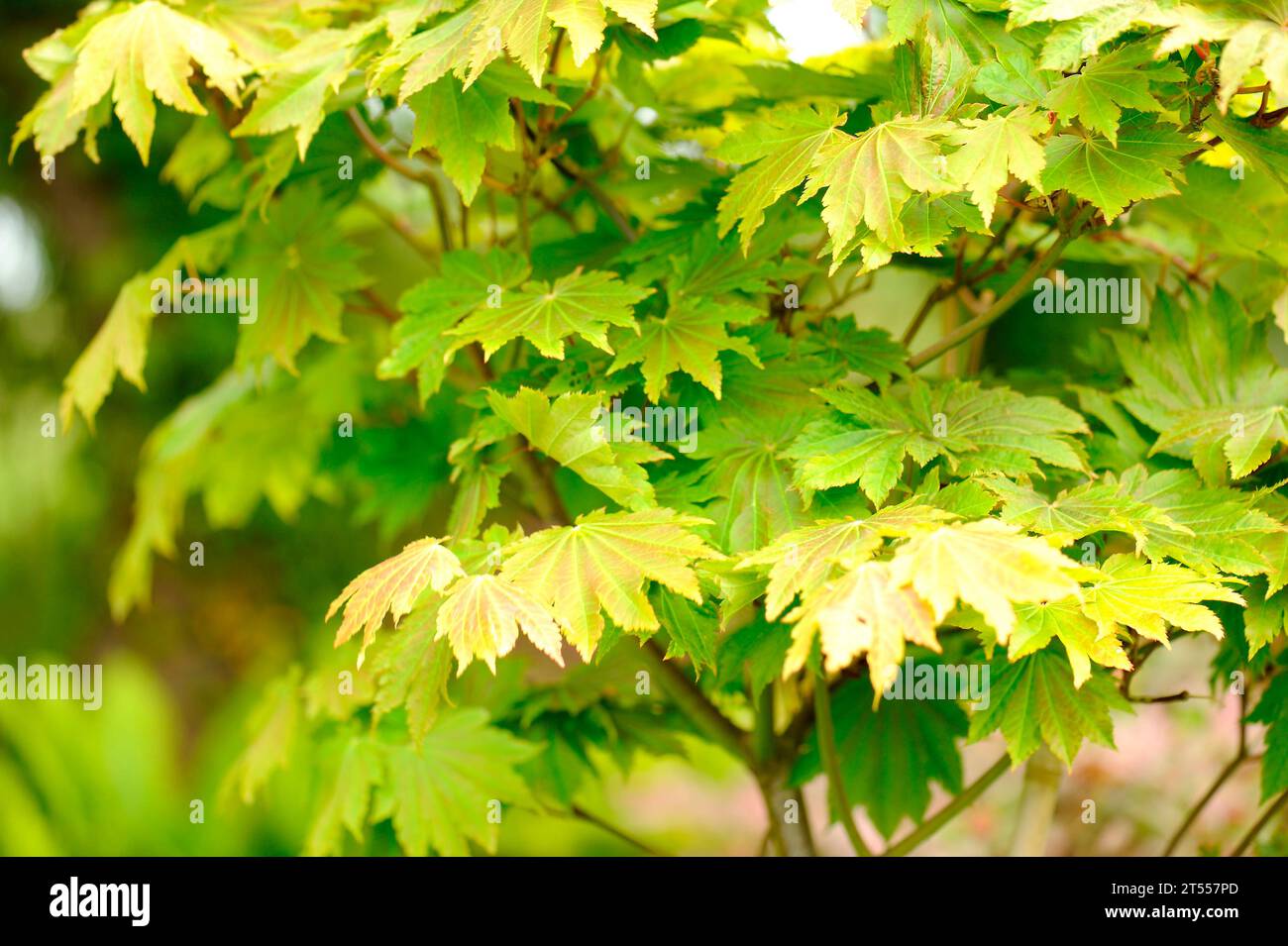 Japanese vine maple, Acer japonicum 'vitifolium', foliage Stock Photo ...