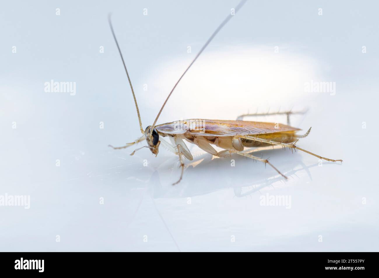 Brown-banded cockroach (Supella longipalpa) male on porcelain plate ...