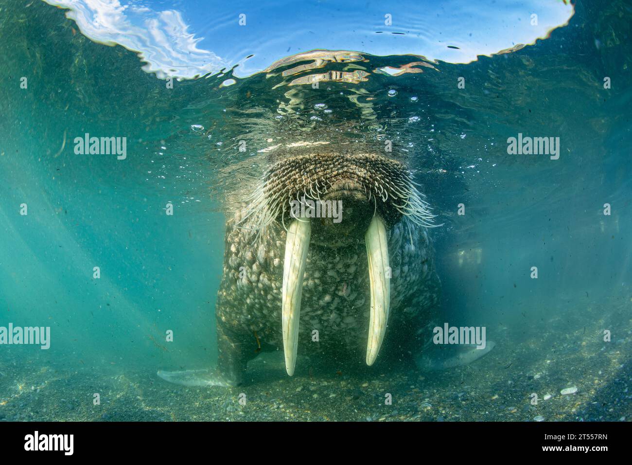 Underwater portrait of Atlantic walrus (Odobenus rosmarus) with its ...