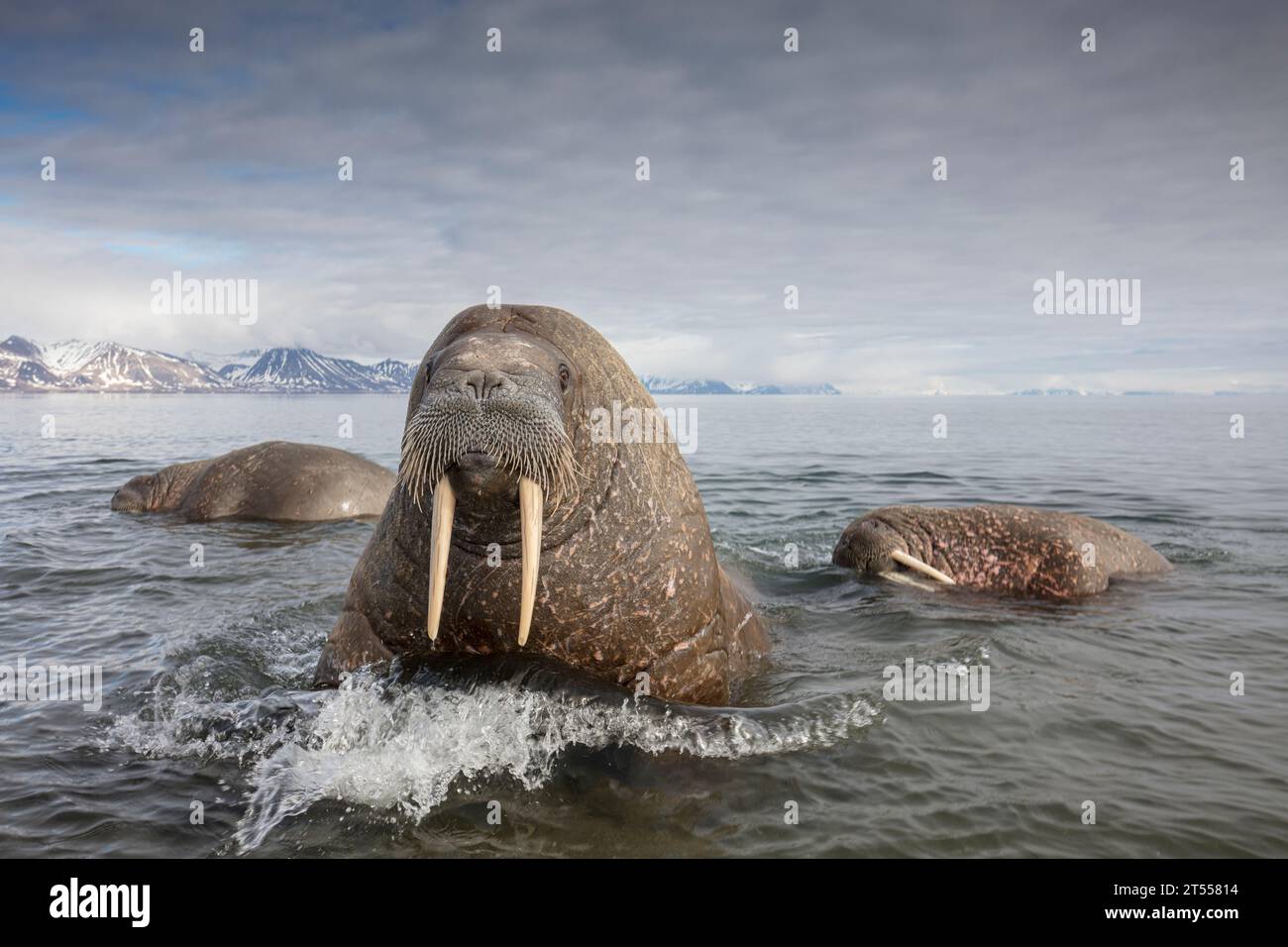 Atlantic walrus (Odobenus rosmarus) with its most prominent feature the ...
