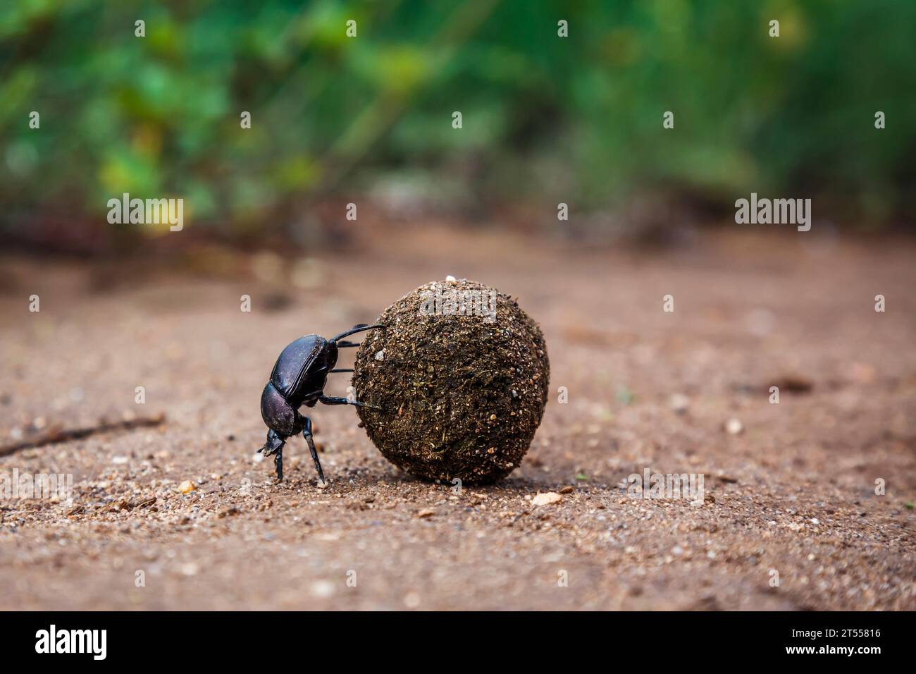 Dung beetle (Scarabaeus viettei) rolling elephant feces ball in Kruger ...