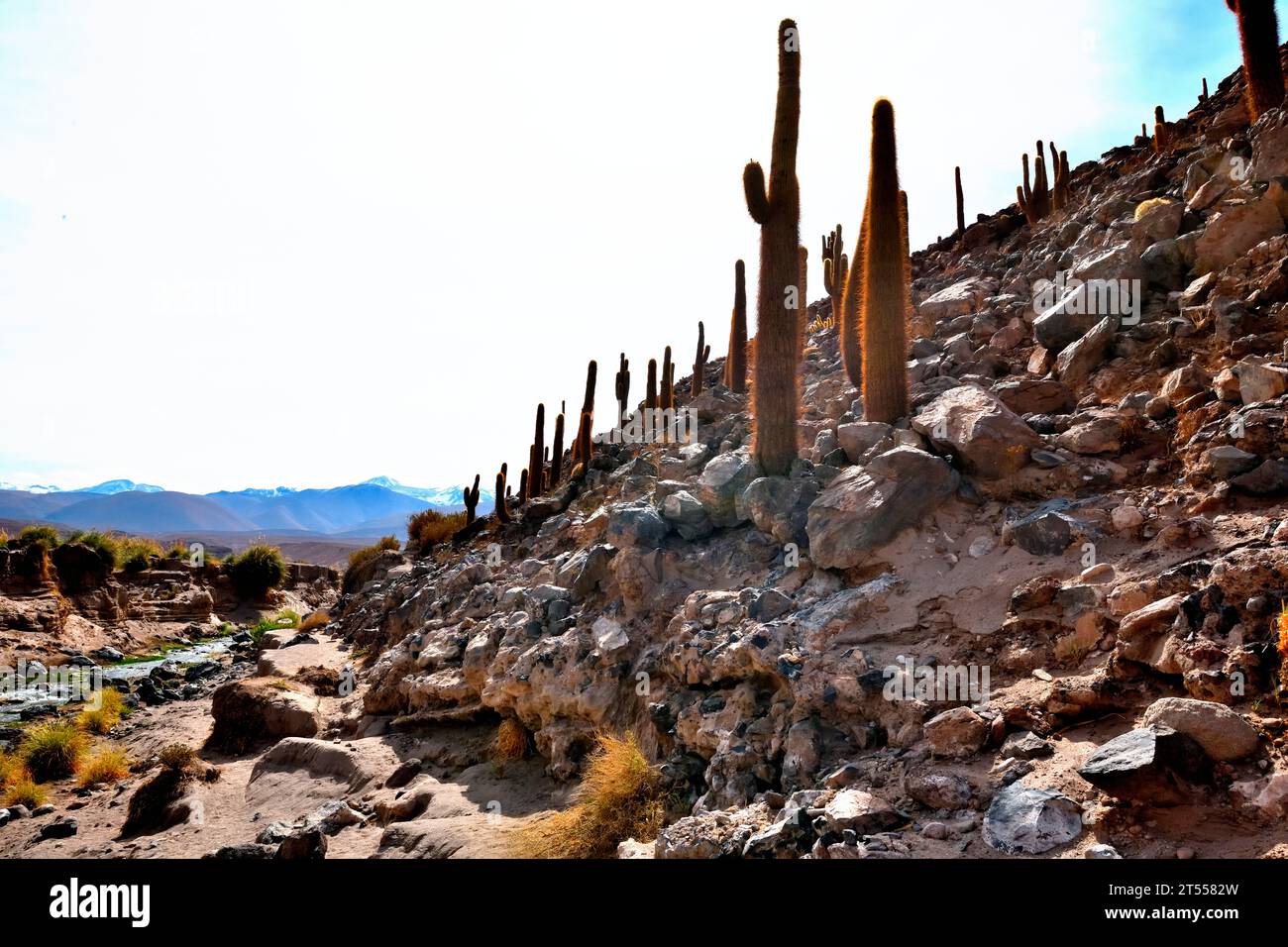 Cactus (Echinopsis atacamensis), Guatin Canyon, Rio Puritama, Atacama ...