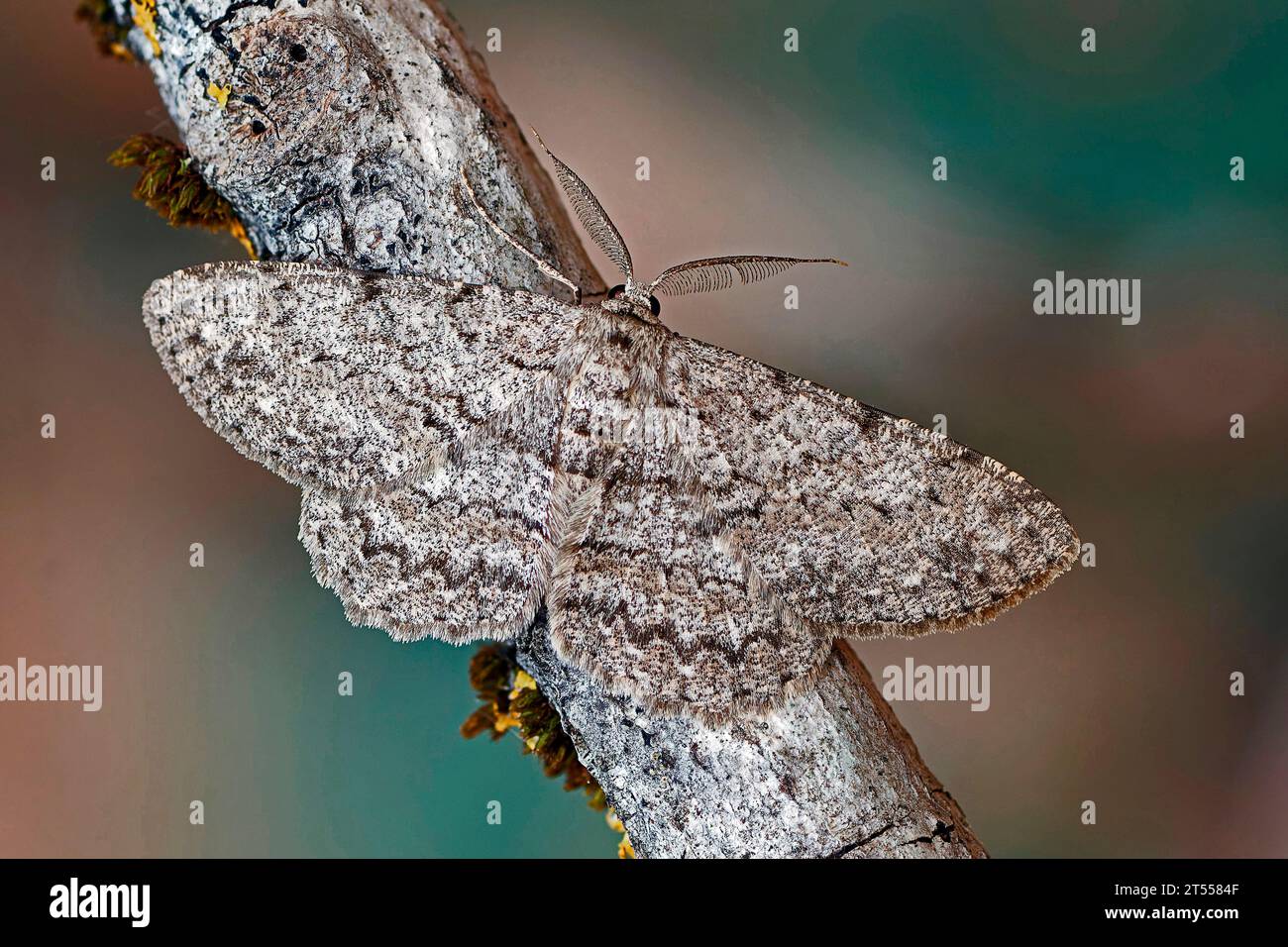 Great Oak Beauty (Hypomecis roboraria), moth on wood, top view, open ...