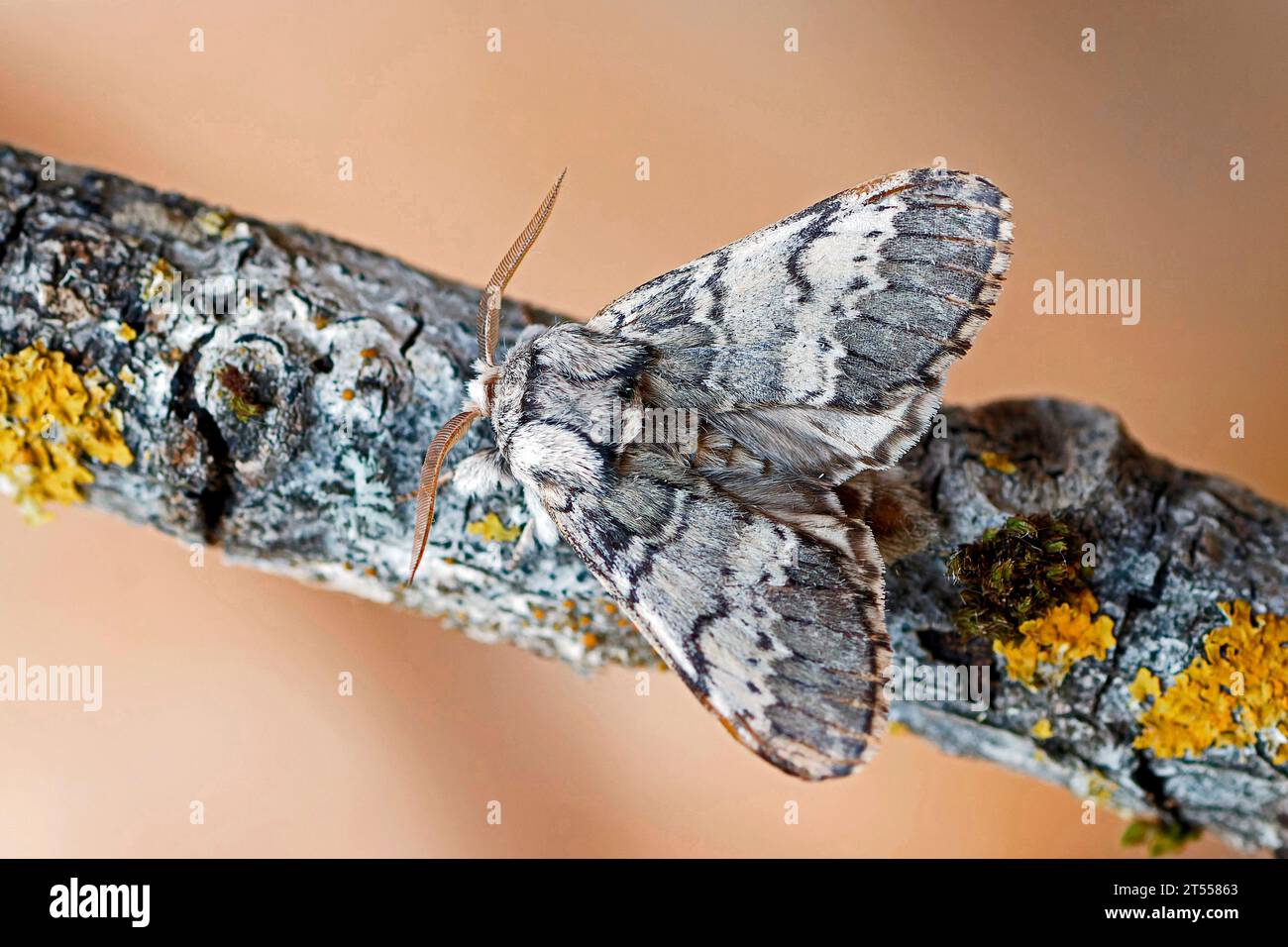 Lunar Marbled Brown (Drymonia ruficornis), moth on wood, top view, open ...
