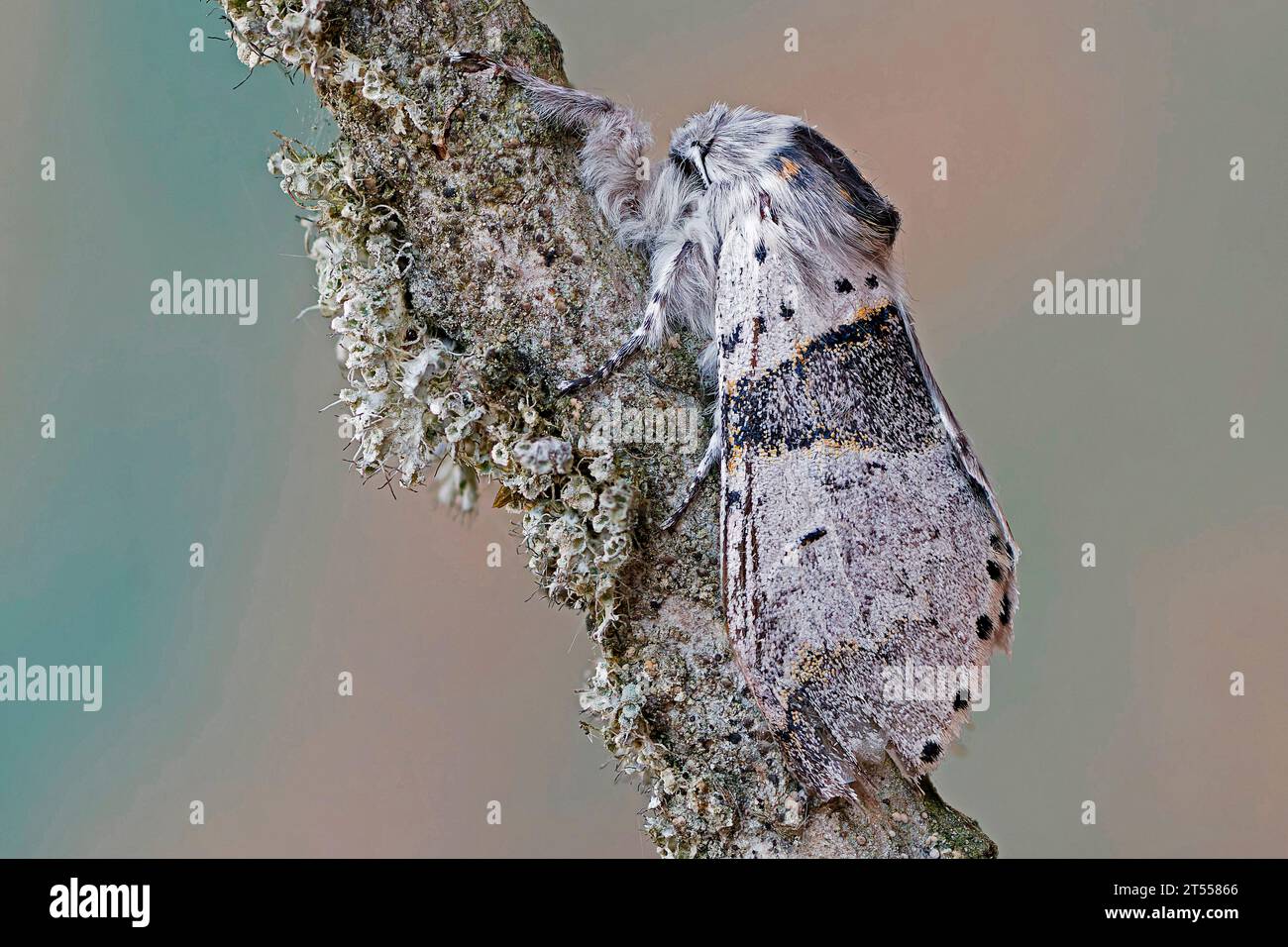Poplar kitten (Furcula bifida), moth on wood, side view, open wings ...