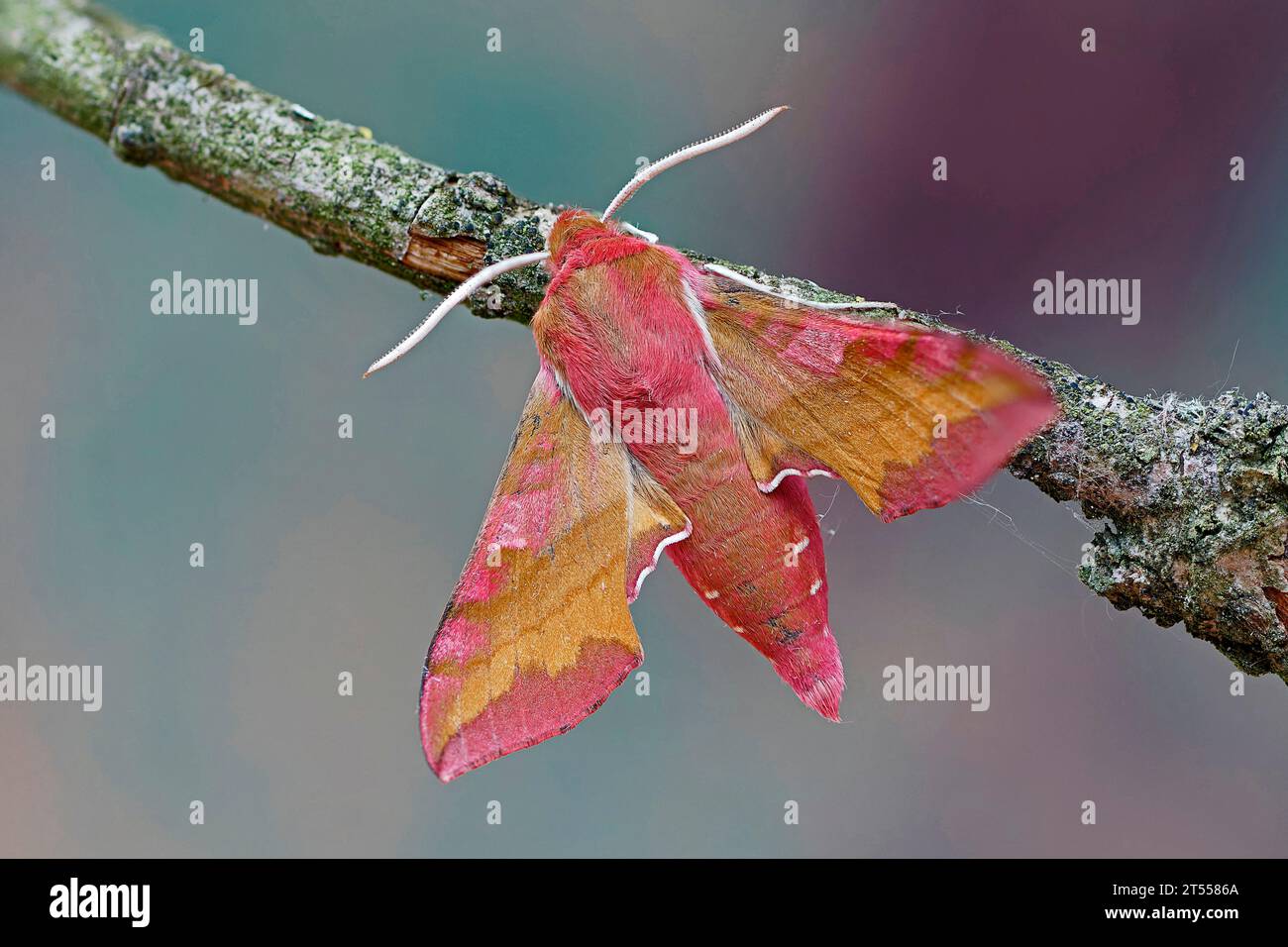 Small Elephant Hawk-moth (Deilephila porcellus), moth on wood, top view ...