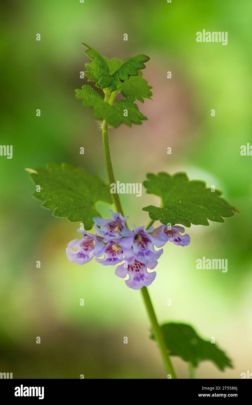 Ground ivy (Glechoma hederacea) flowers, Lorraine, France Stock Photo ...