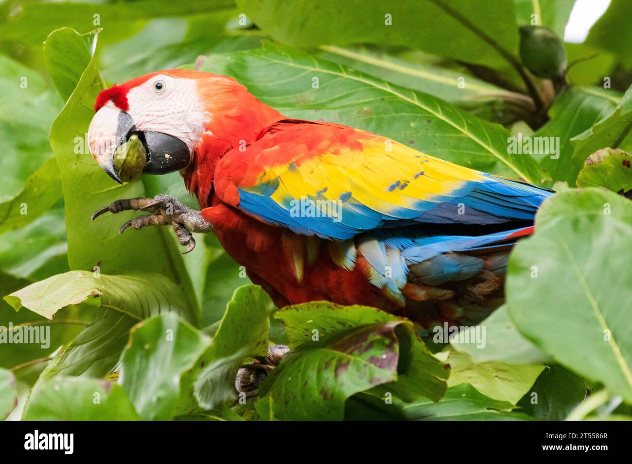Scarlet Macaw (Ara macao) eating a fruit, Costa Rica Stock Photo - Alamy