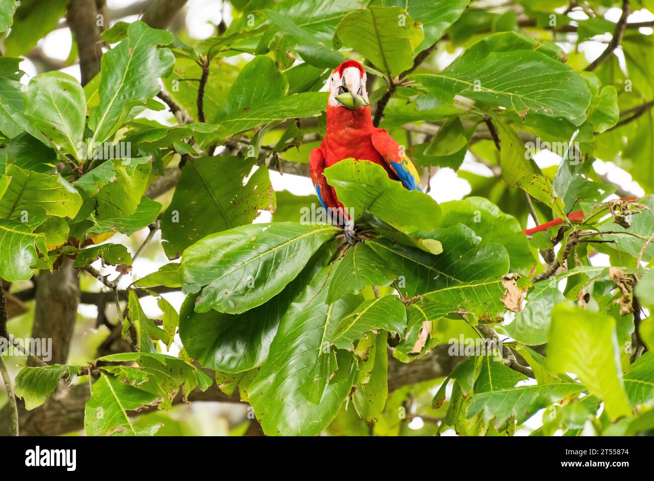 Scarlet Macaw (Ara macao) eating a fruit, Costa Rica Stock Photo - Alamy