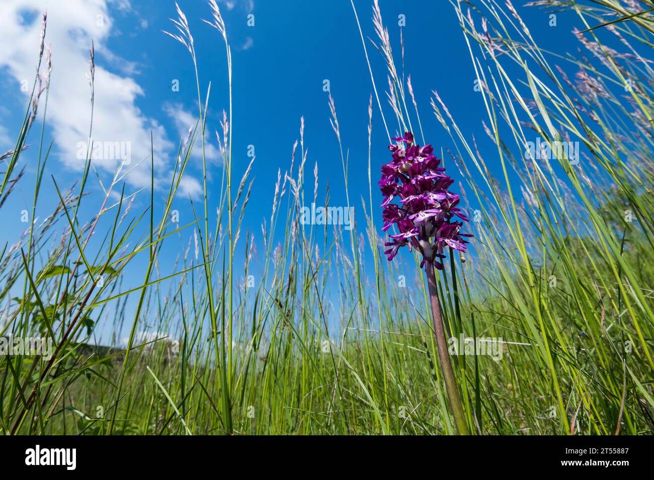 Hybrid purple orchid (Orchis purpurea x militaris) flowers, Limestone ...