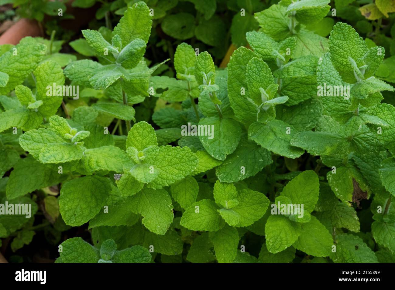 Apple mint (Mentha x rotundifolia) leaves, Jean-Marie Pelt Botanical ...