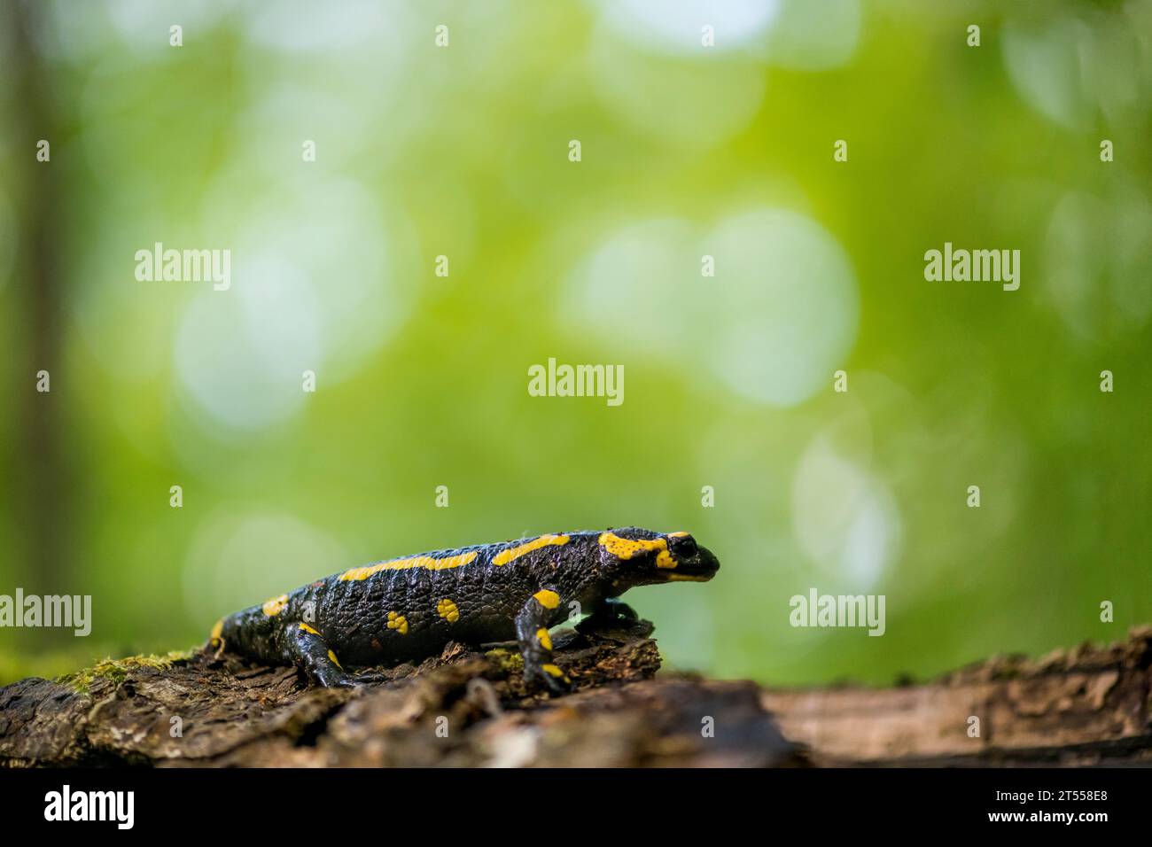 Speckled salamander (Salamandra salamandra), Foret de la Reine ...