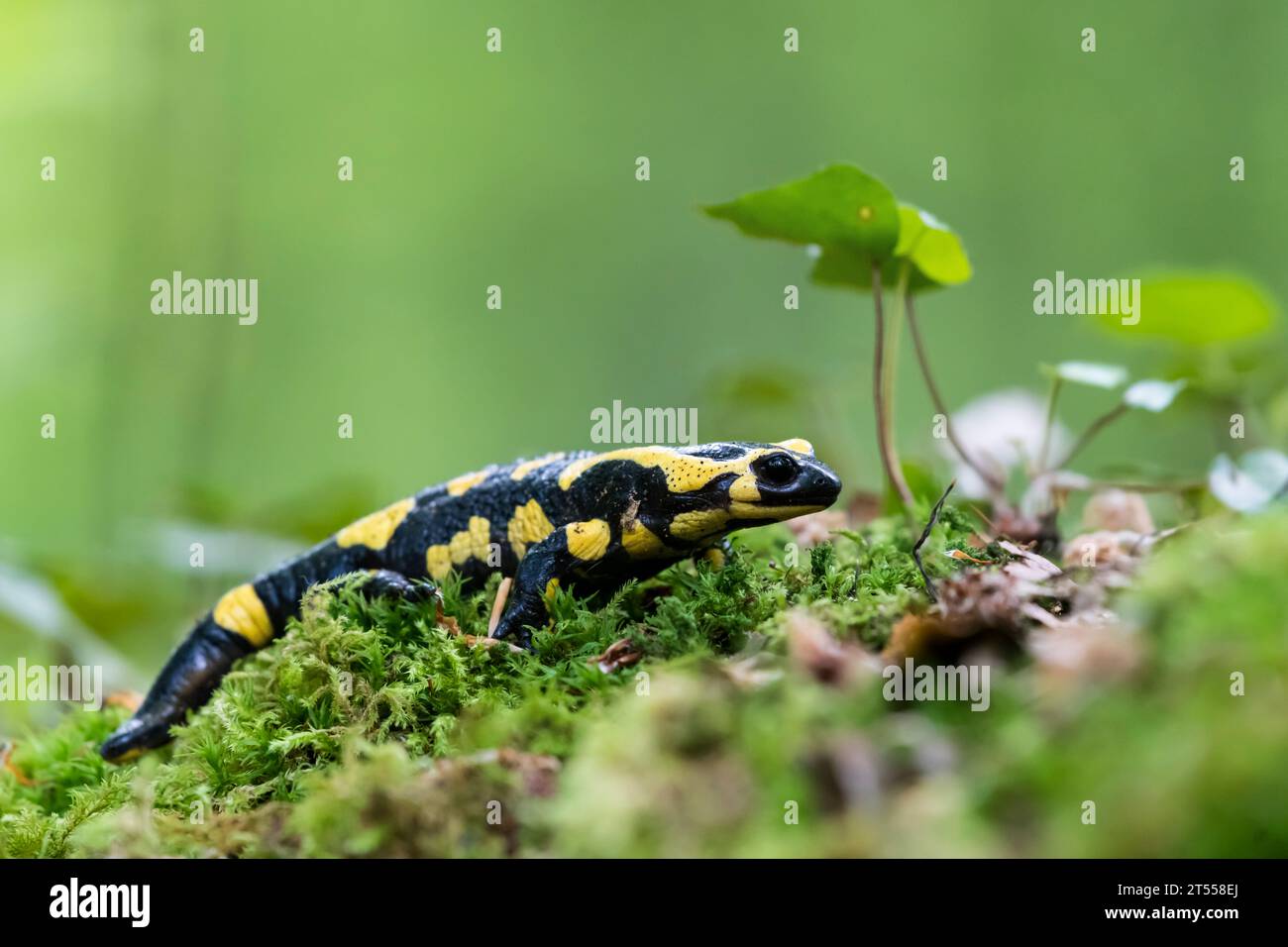 Speckled salamander (Salamandra salamandra), Foret de la Reine ...