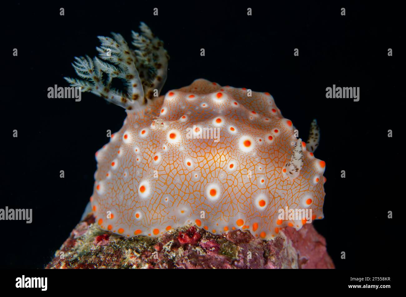 Batangas Halgerda Nudibranch (Halgerda batangas), night dive, Murex ...