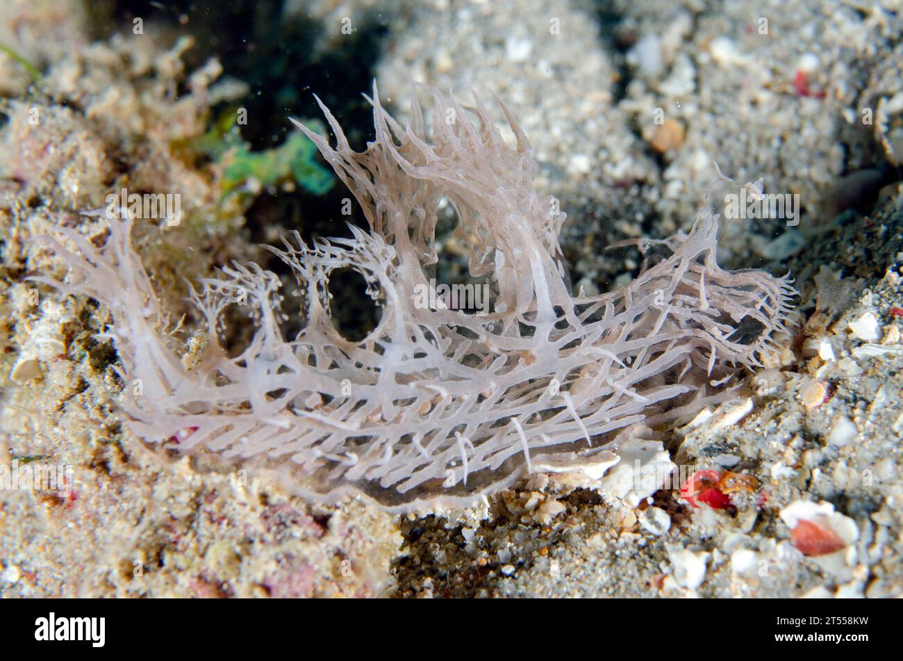 Ghost Melibe Nudibranch (Melibe colemani), extremely rare, Kahuku dive ...