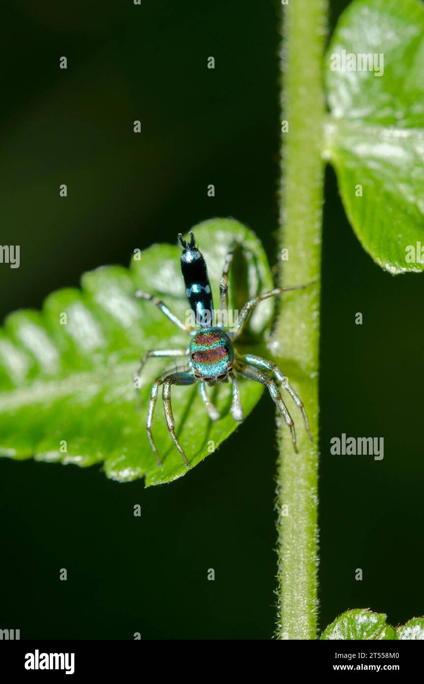 Fighting Spider (Thiania bhamoensis) on leaf, Klungkung, Bali ...