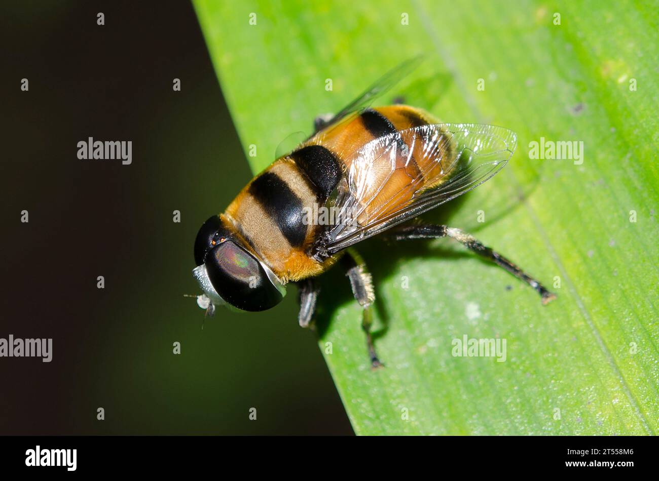 Bumblebee Mimic Hoverfly (Merodon equestris), on leaf, Klungkung, Bali ...