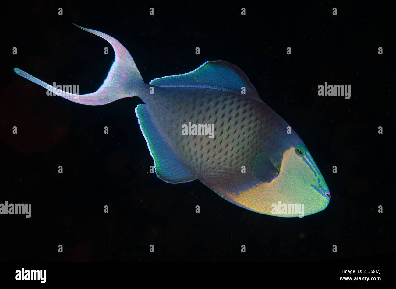 Redtooth Triggerfish (Odonus niger), Murex House Reef dive site, Bangka ...
